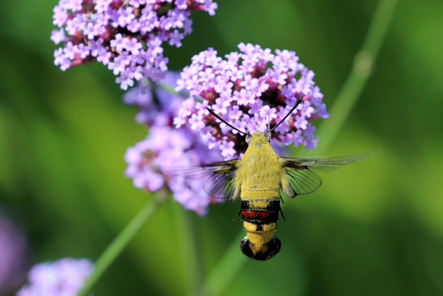 オオスカシバのかわいいところ5選！庭で出会える小さな妖精の魅力とは | 珍ペット図鑑